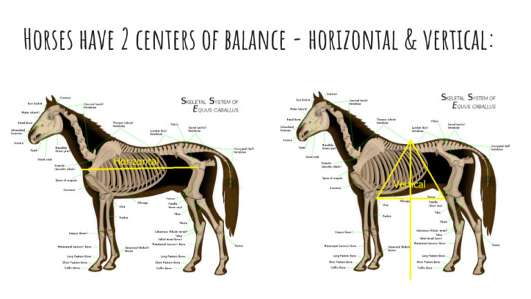 Horizontal & Vertical Centers of Balance - The Performance Horse Academy