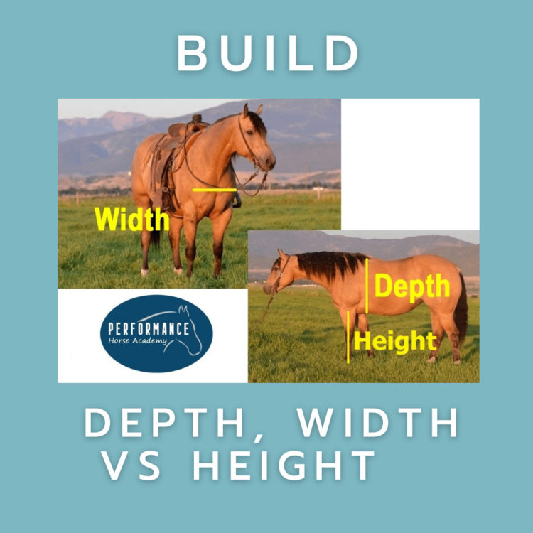 Lessons & Feedback - The Performance Horse Academy